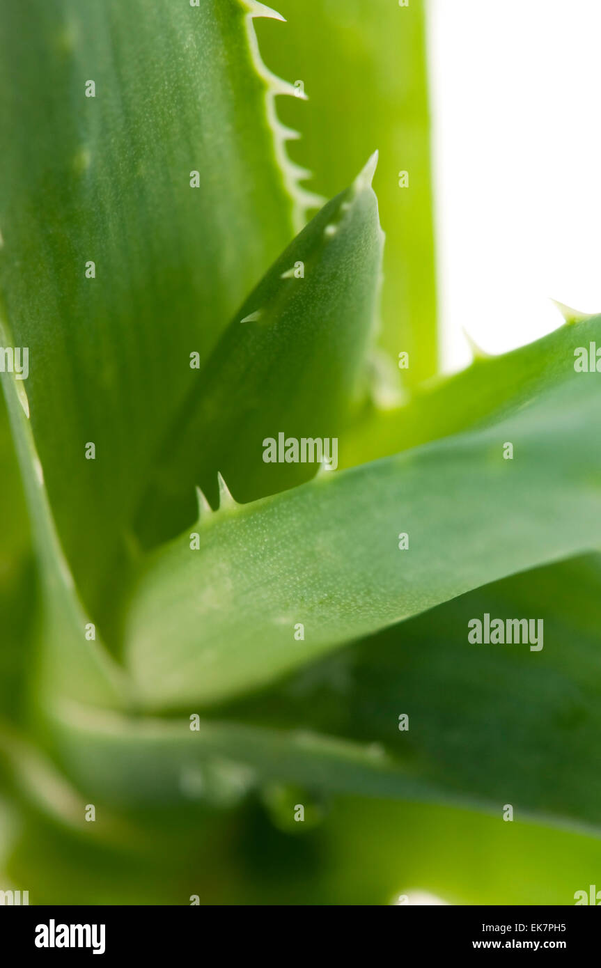 Aloe vera - herbal medicine Stock Photo - Alamy