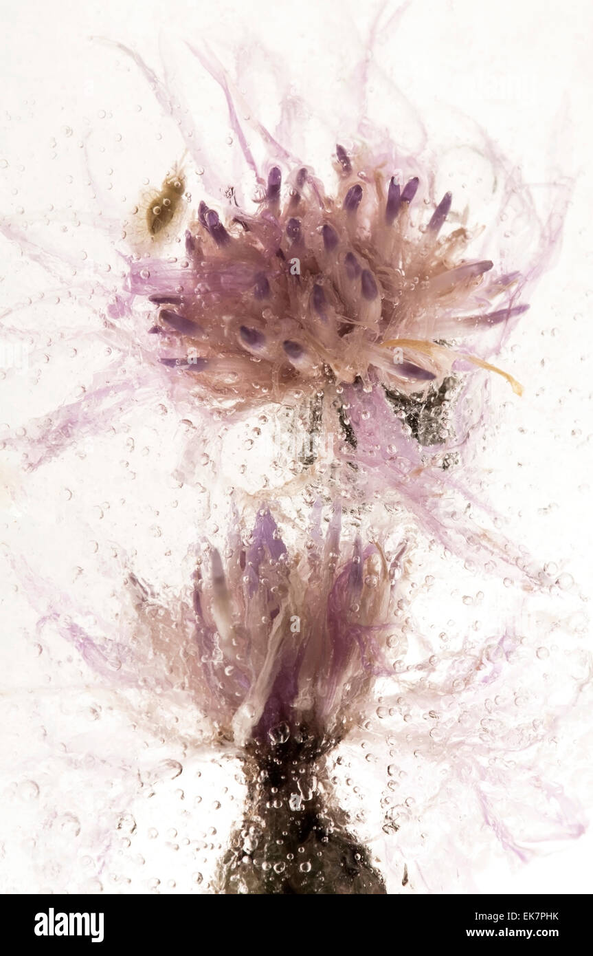 Frozen flowers. blossoms in the ice cube Stock Photo - Alamy