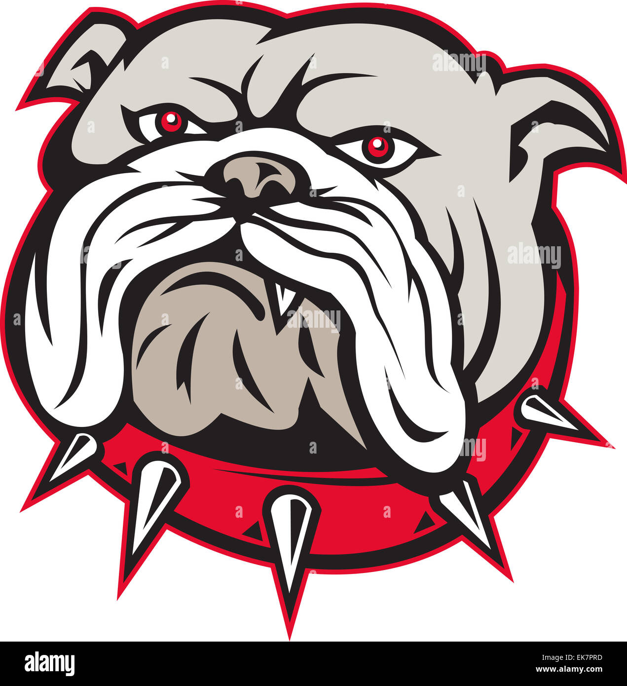 bulldog head front Stock Photo - Alamy