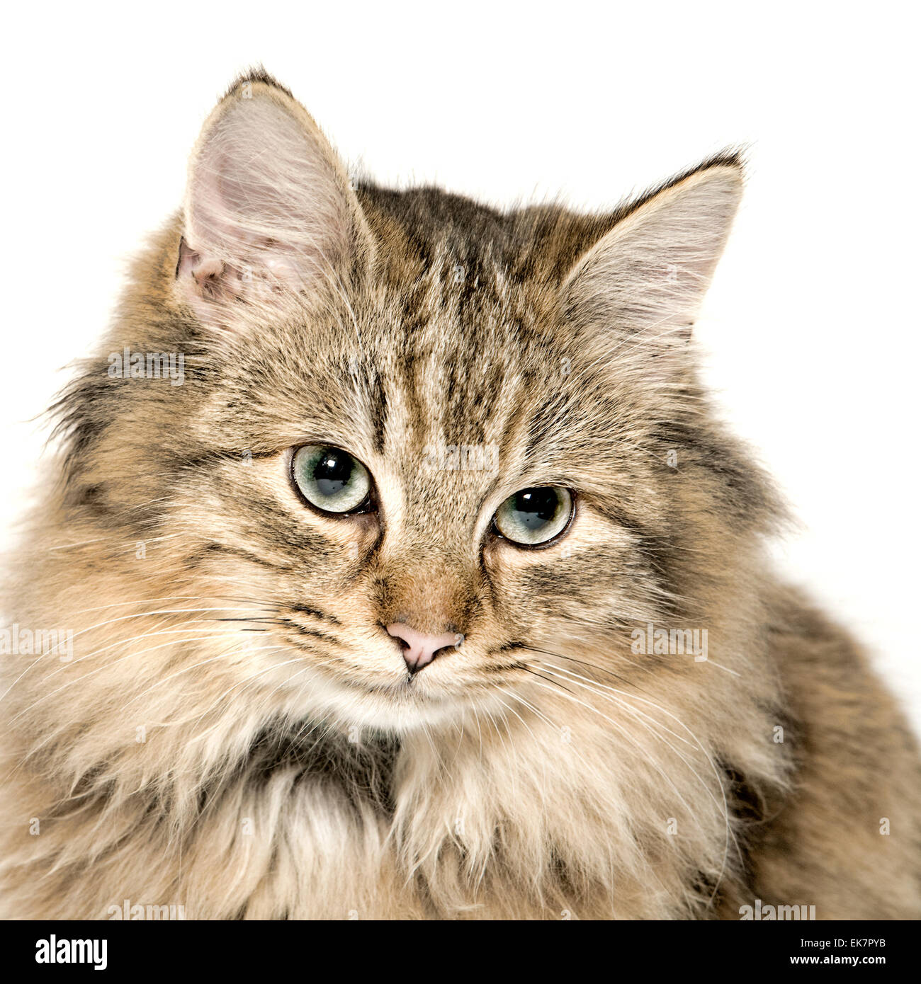 Very cute long haired kitten Stock Photo - Alamy