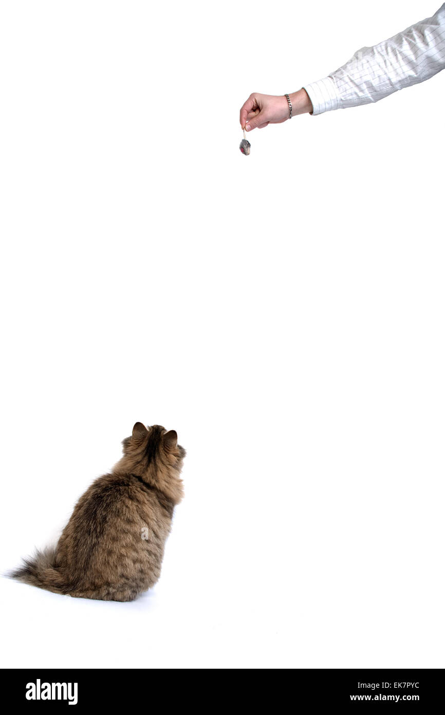 Kitten waiting for her mouse Stock Photo - Alamy