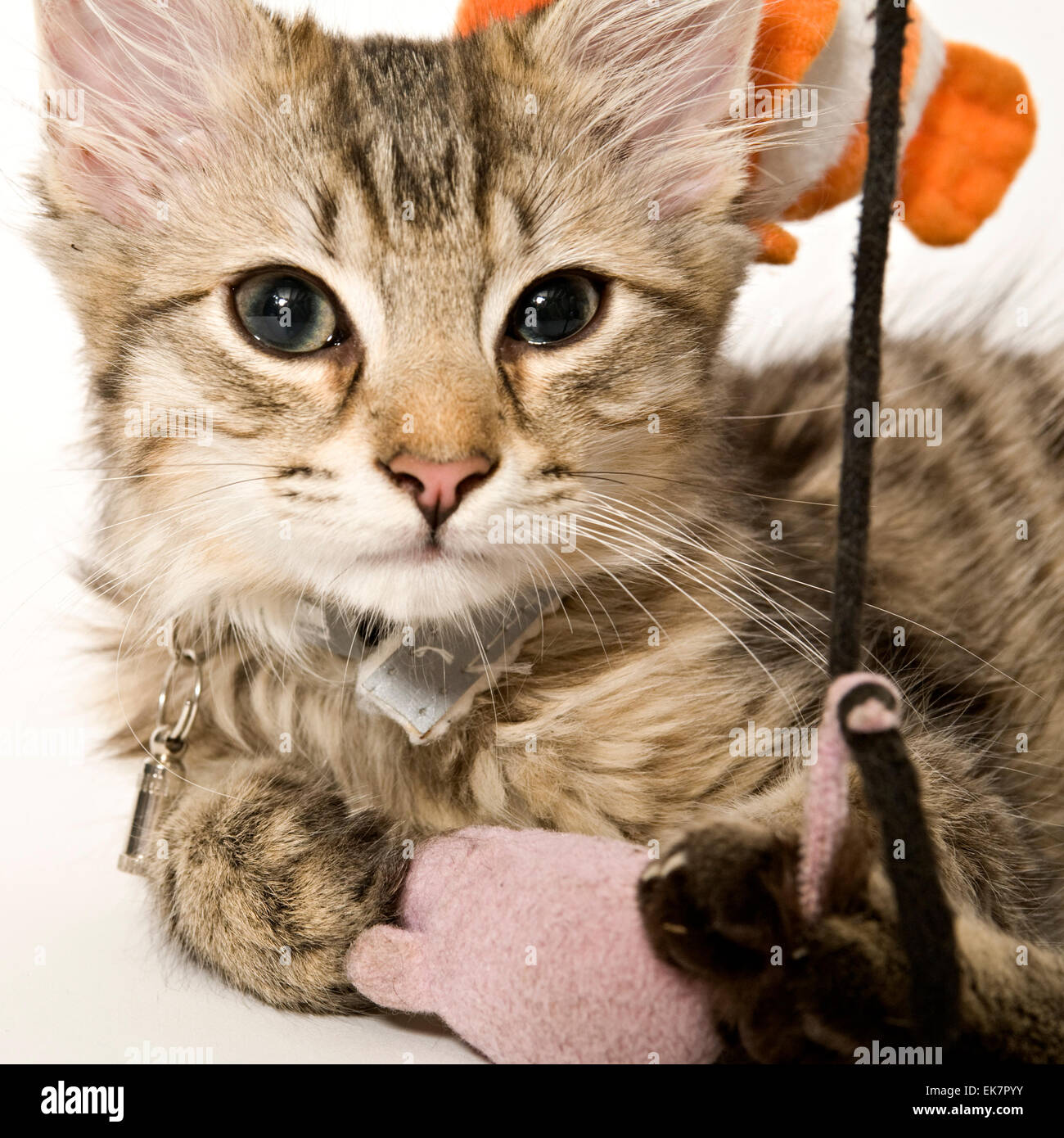 Portrait of a cute kitten Stock Photo - Alamy