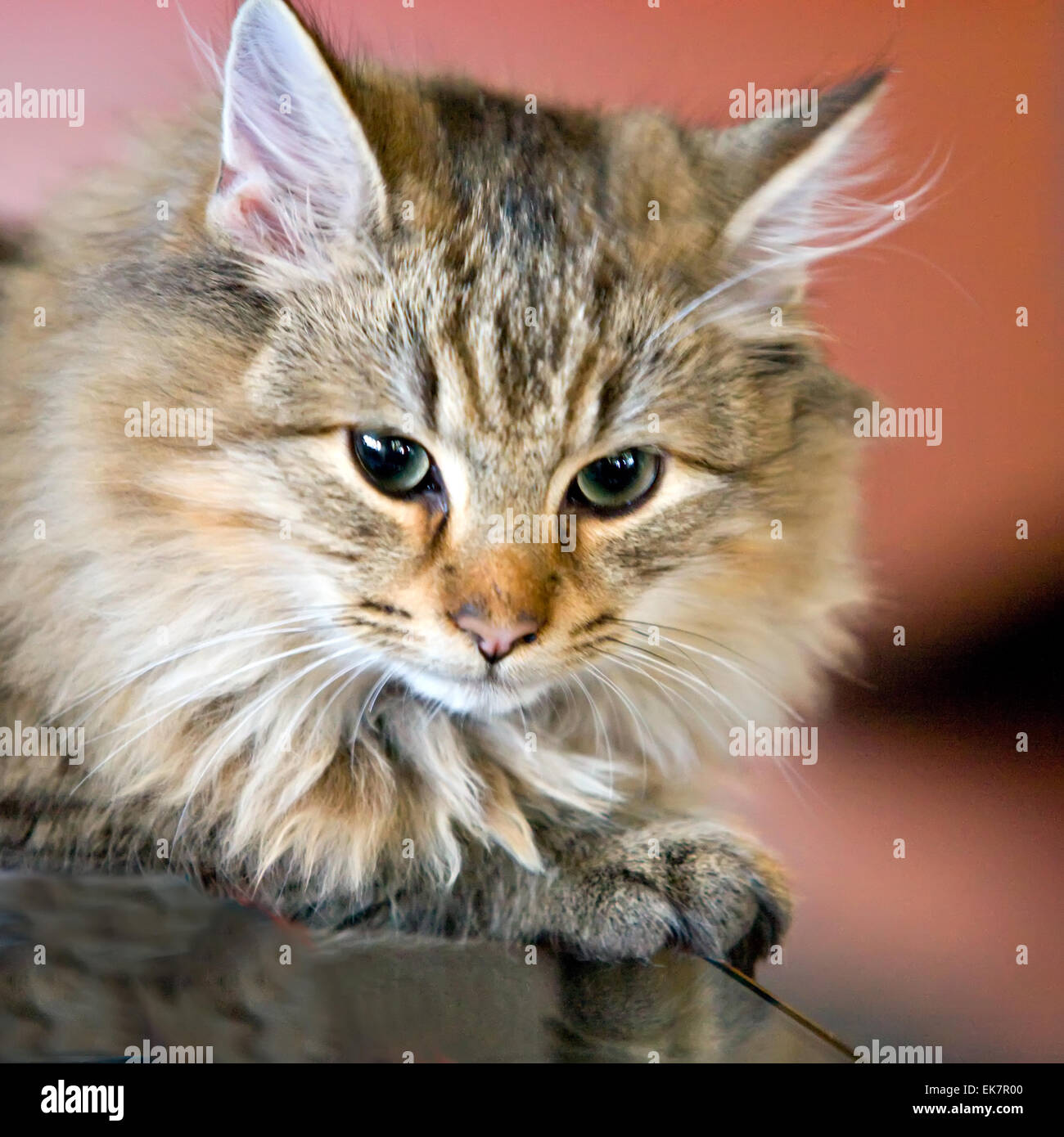 Portrait of a cute kitten Stock Photo - Alamy