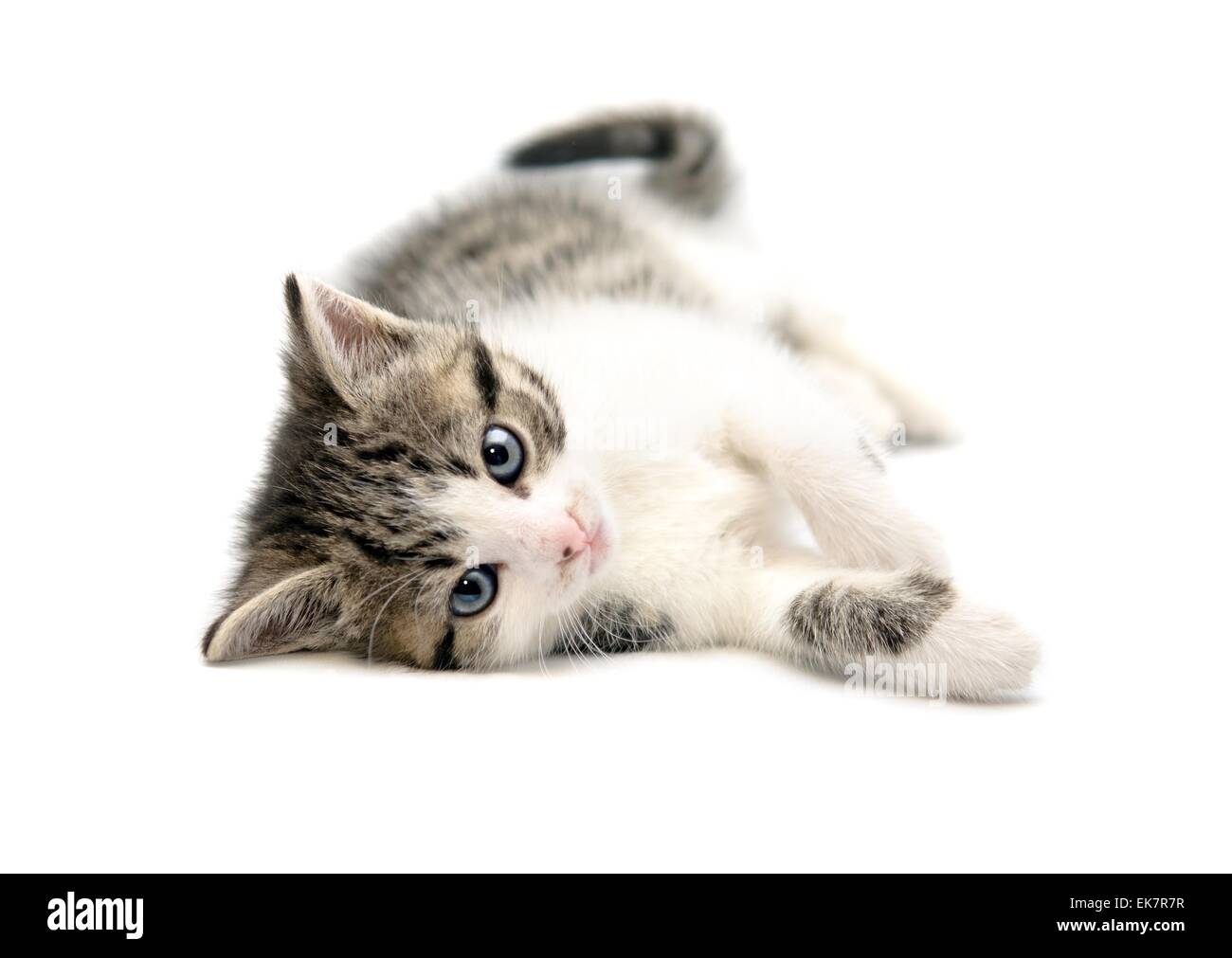 Adorable Cut Out Stock Images & Pictures - Alamy