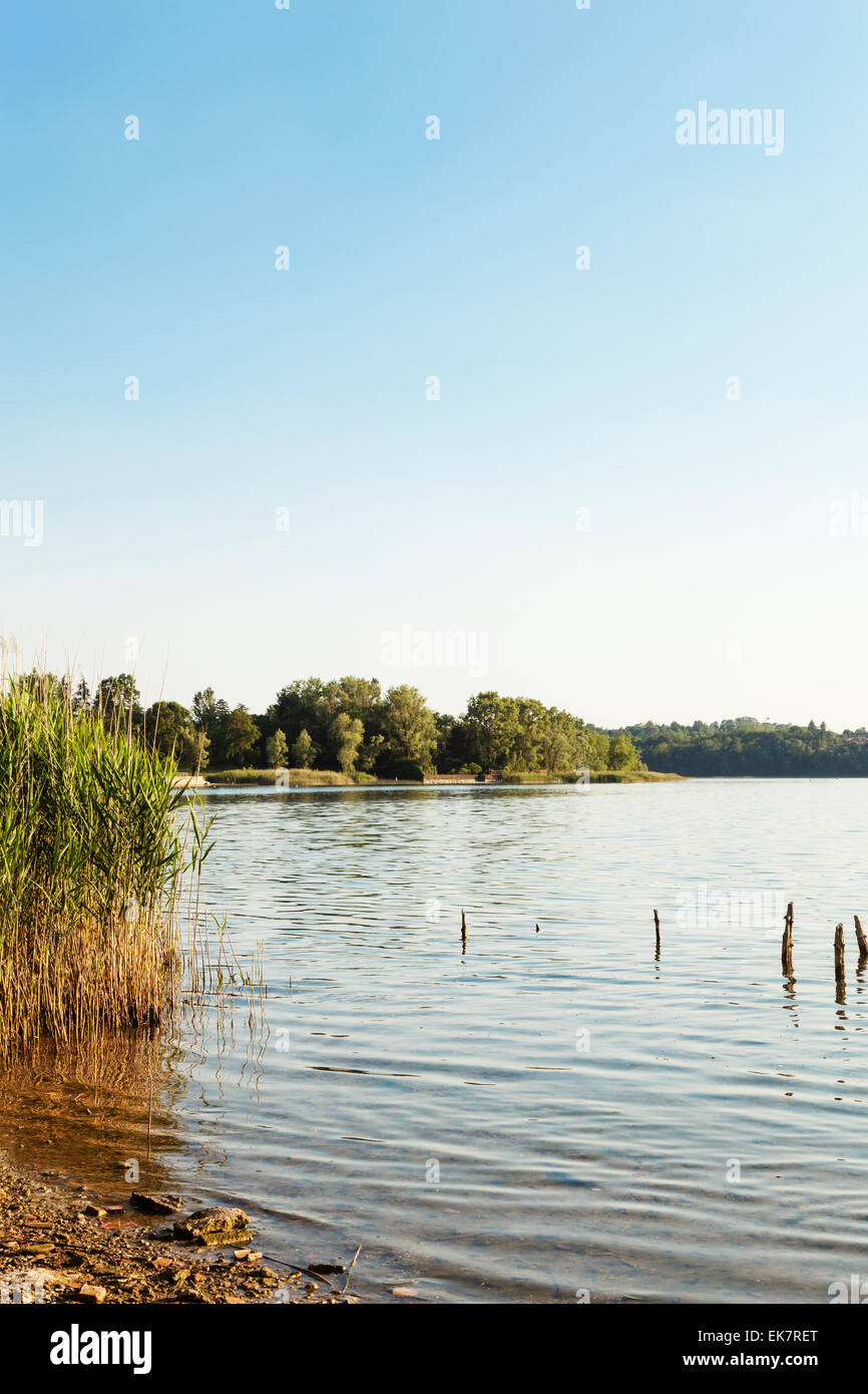 landscape, lake and cane thicket, view from the shore Stock Photo - Alamy