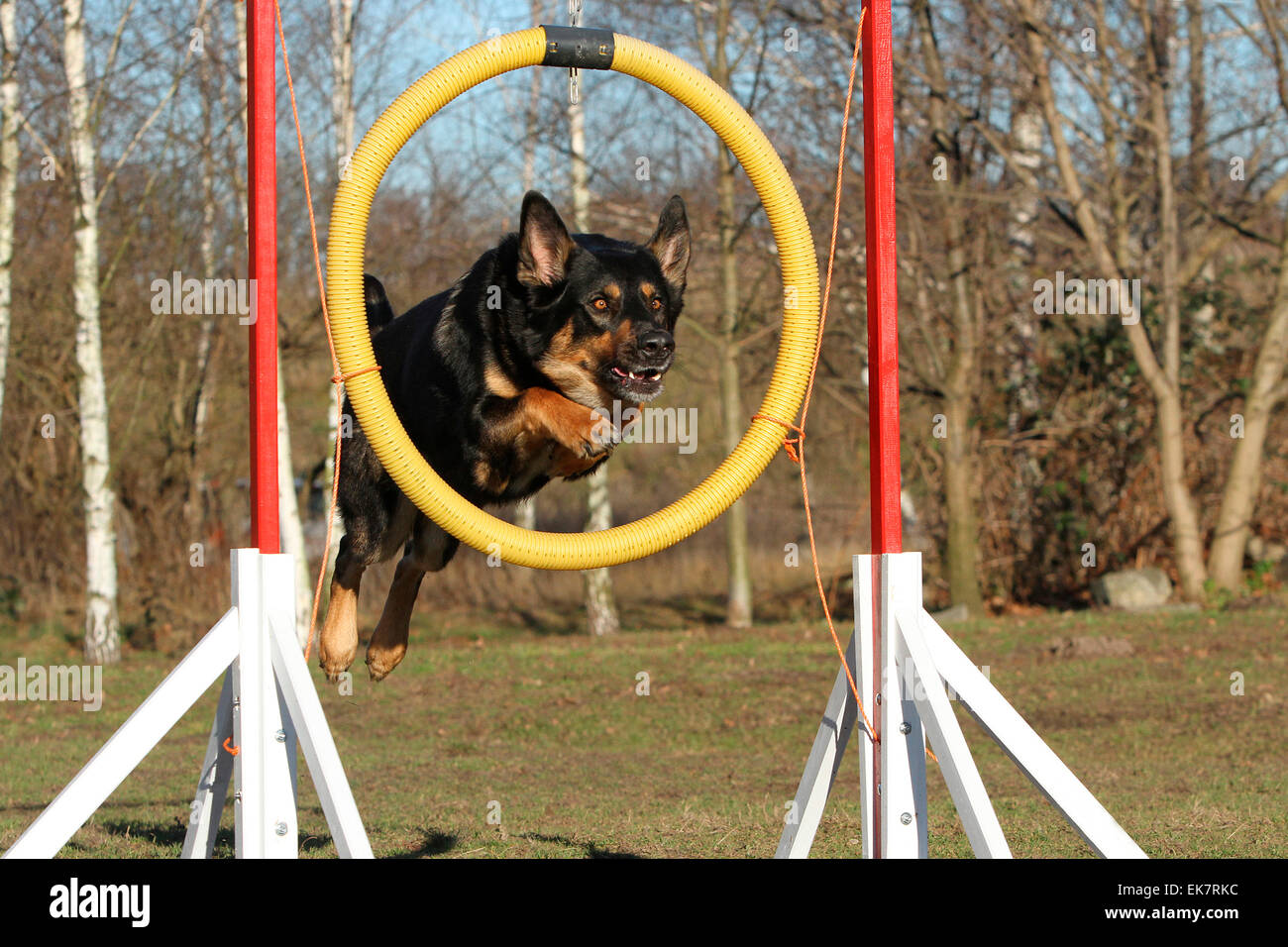 German Shepherd Adult jumping through tire jump Germany Stock Photo - Alamy