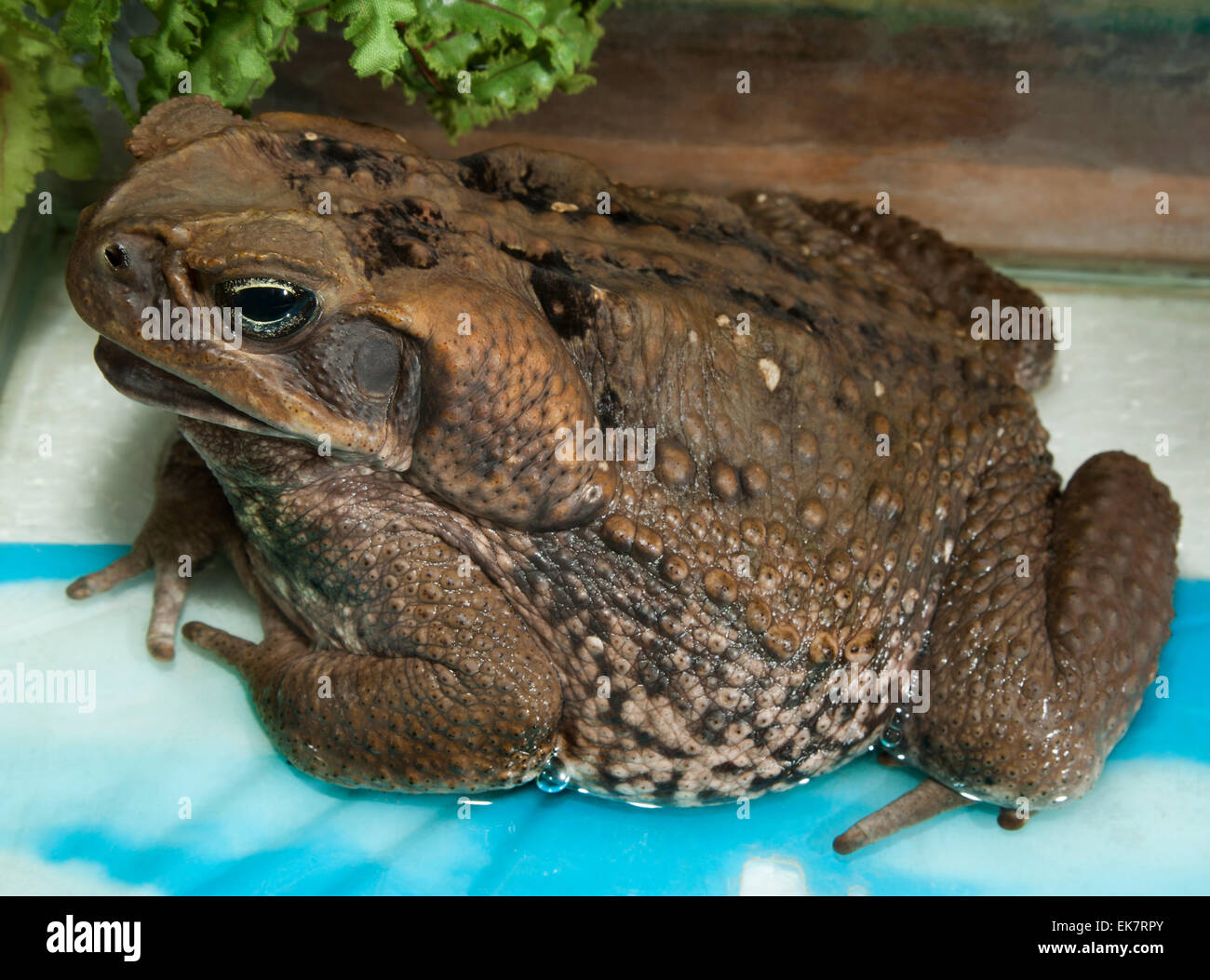 A giant toad.(Bufo marinus Stock Photo - Alamy