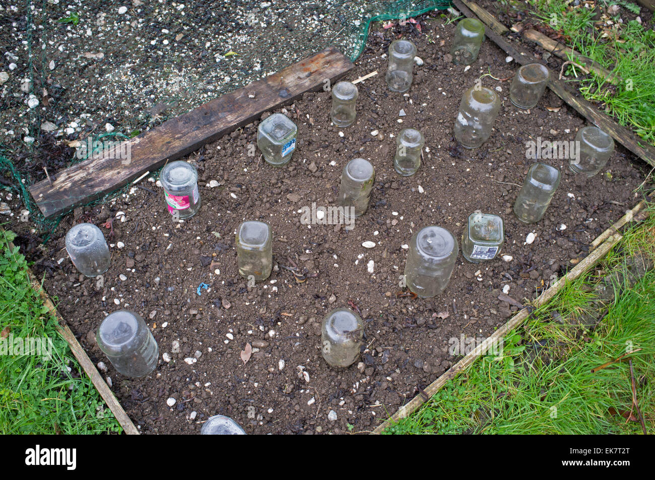 Germinating Parsnip Seeds High Resolution Stock Photography and Images ...
