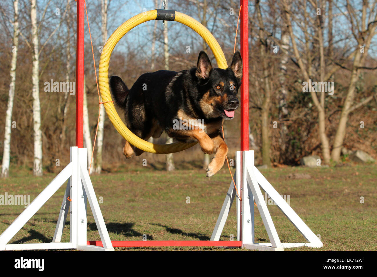 German Shepherd Adult jumping through tire jump Germany Stock Photo - Alamy