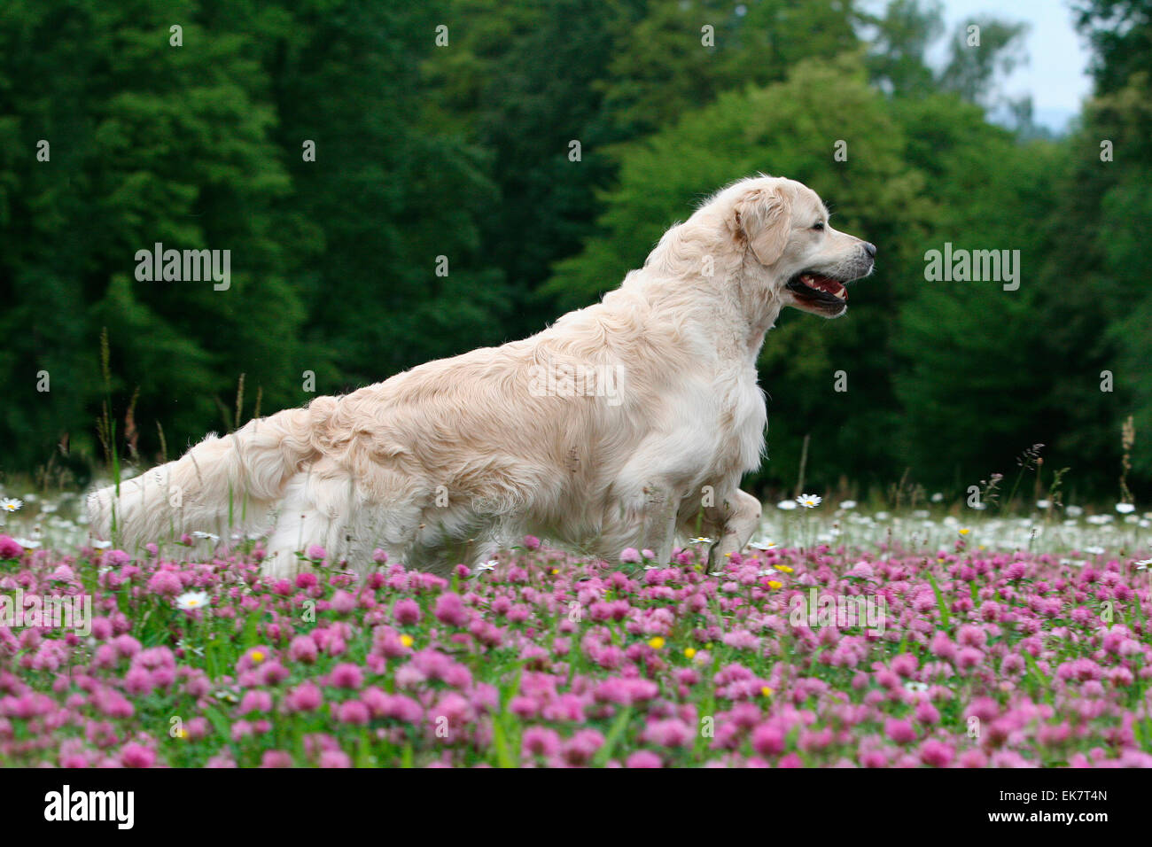 Golden Retriever Adult running flowering meadow Germany Stock Photo - Alamy