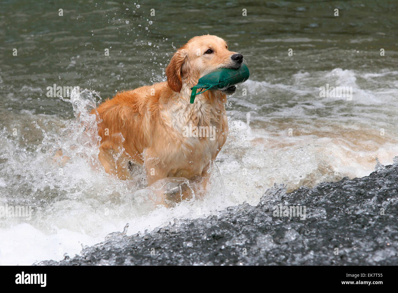 Golden Retriever fetching dummy out from surf Germany Stock Photo - Alamy