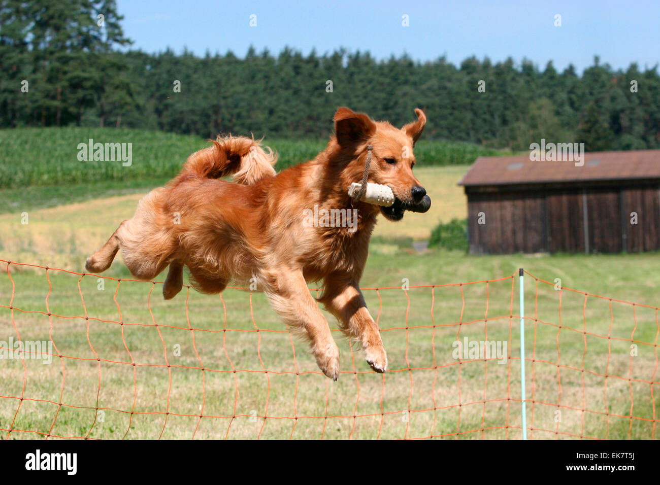 Adult duck tolling retriever hi-res stock photography and images - Alamy