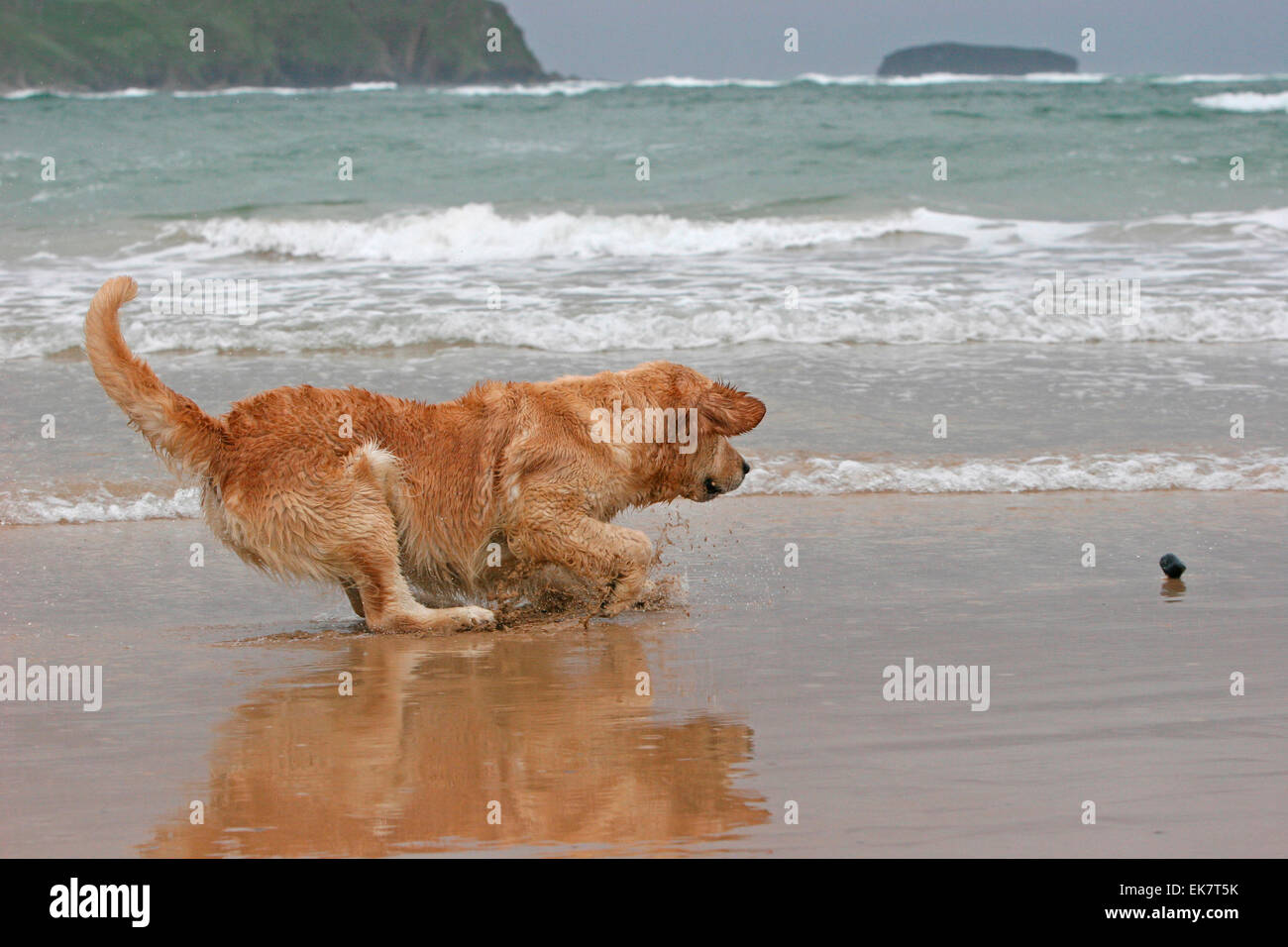 Adult duck tolling retriever hi-res stock photography and images - Alamy