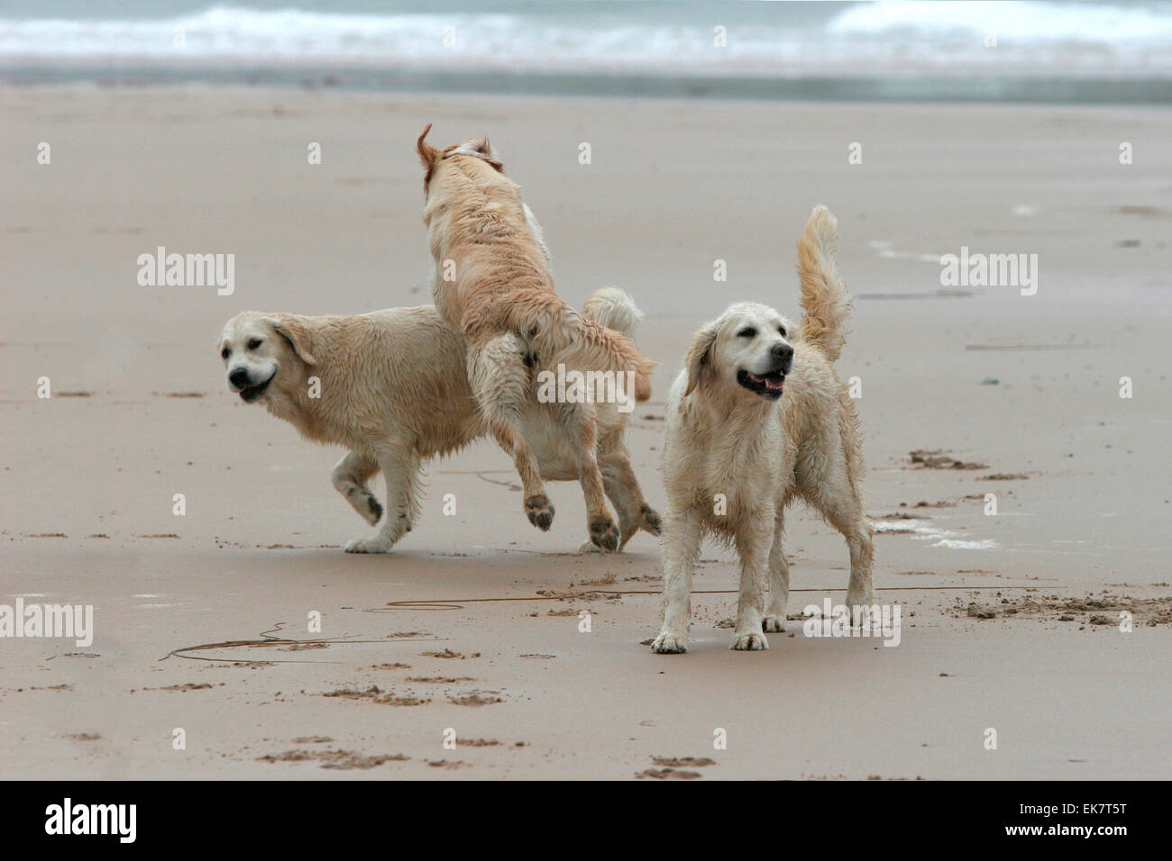 Golden Retriever Three dogs playing beach Germany Stock Photo - Alamy