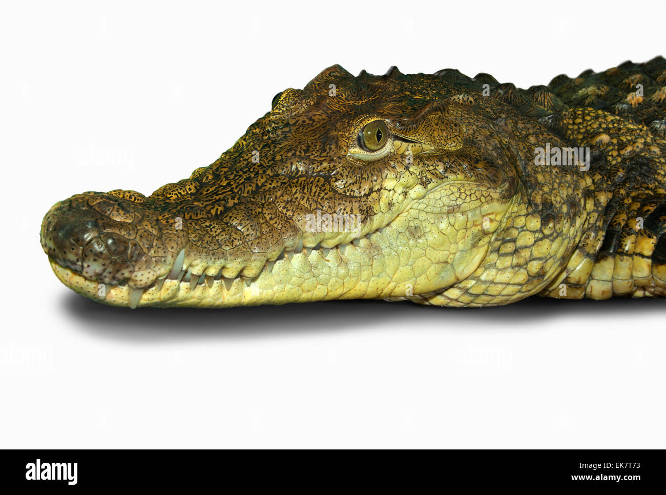 Crocodylus porosus biology hi-res stock photography and images - Alamy