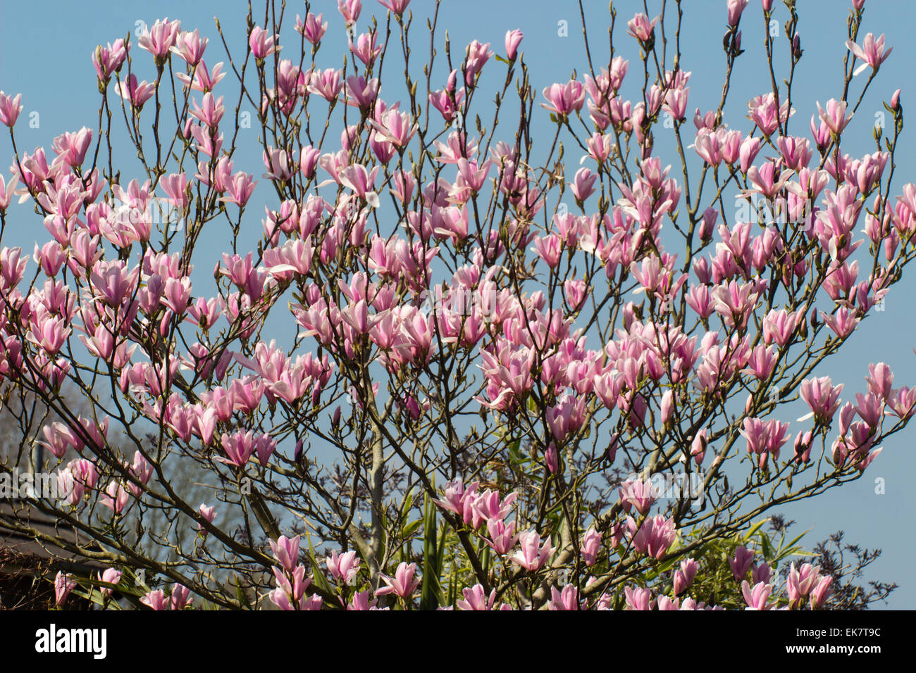 April flowers on the bare branches of the deciduous Magnolia 'Raspberry ...