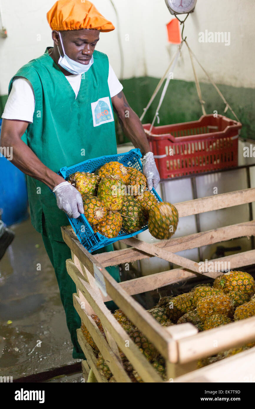 Pineapple juice processing hi-res stock photography and images - Alamy