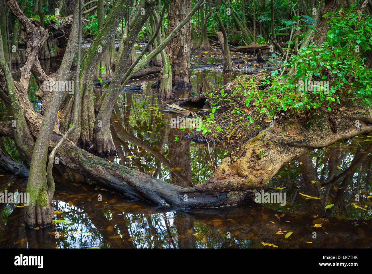 Wild tropical forest landscape with mangrove trees and plants growing ...