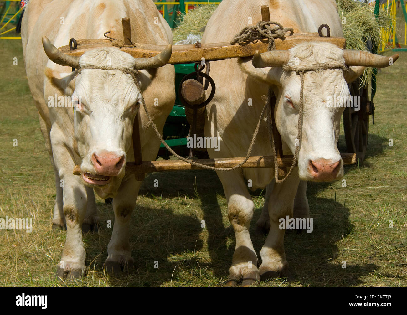 Castrated Bull High Resolution Stock Photography and Images - Alamy