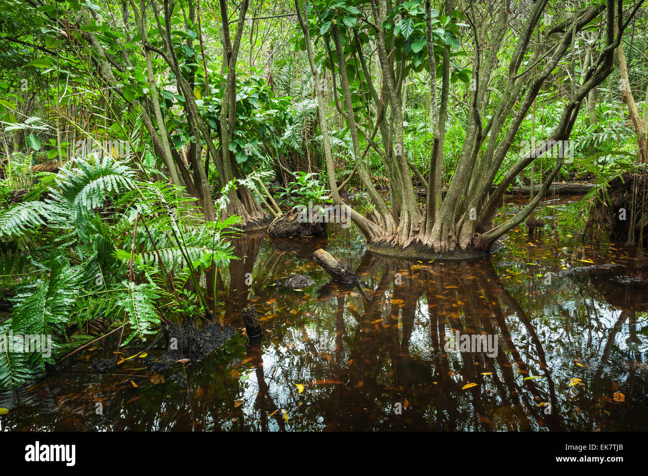Wild tropical forest landscape with mangrove trees growing in the water ...