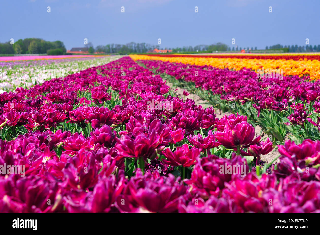 Field Of Tulips Stock Photo - Alamy