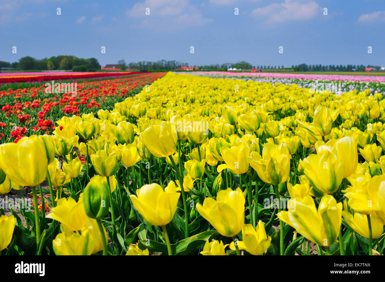 Field Of Tulips Stock Photo - Alamy