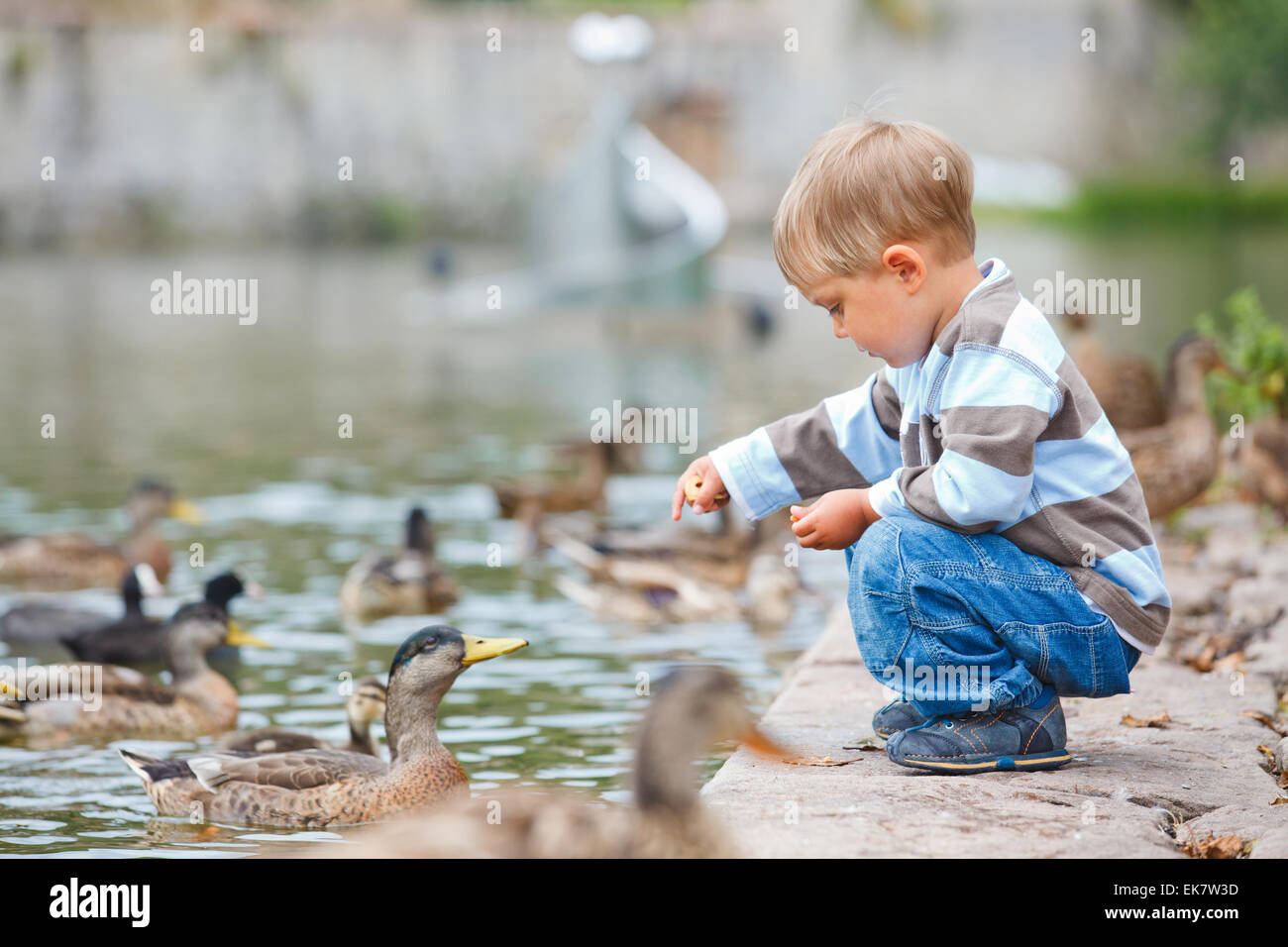 Cute little boy feeding ducks Stock Photo - Alamy Cute little boy feeding ducks Stock Photo - Alamy