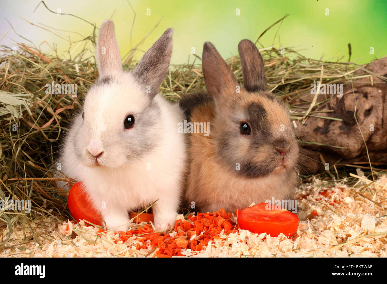 Dwarf rabbit Two rabbits hay fodder log Germany Stock Photo - Alamy