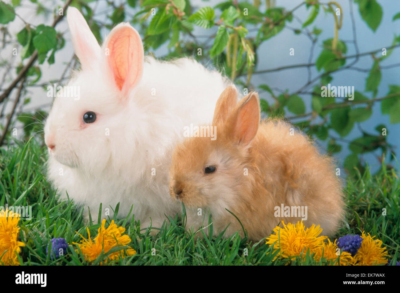 Dwarf rabbit Two rabbits flowering meadow spring Germany Stock Photo ...