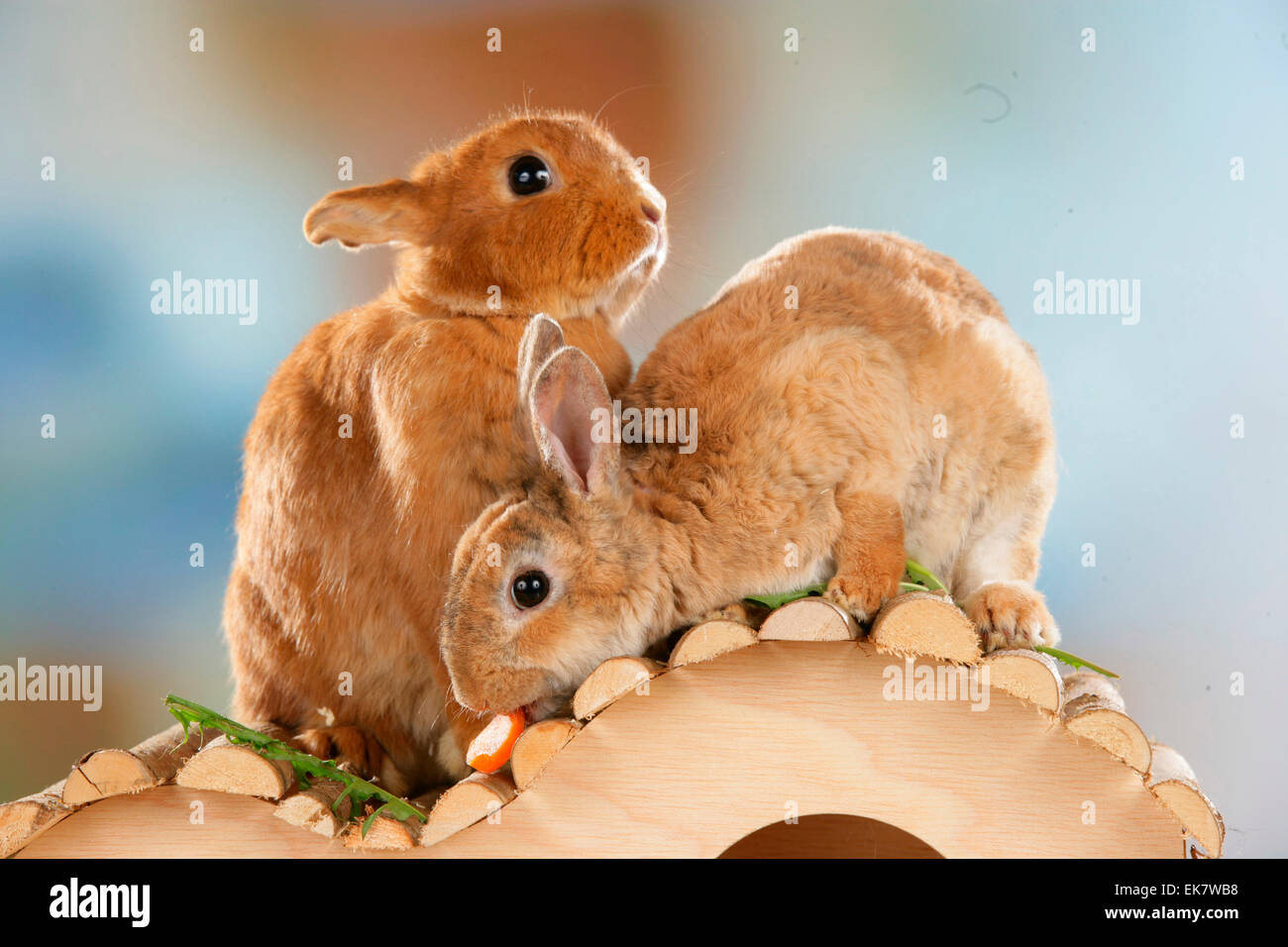 Bridge g hi-res stock photography and images - Alamy