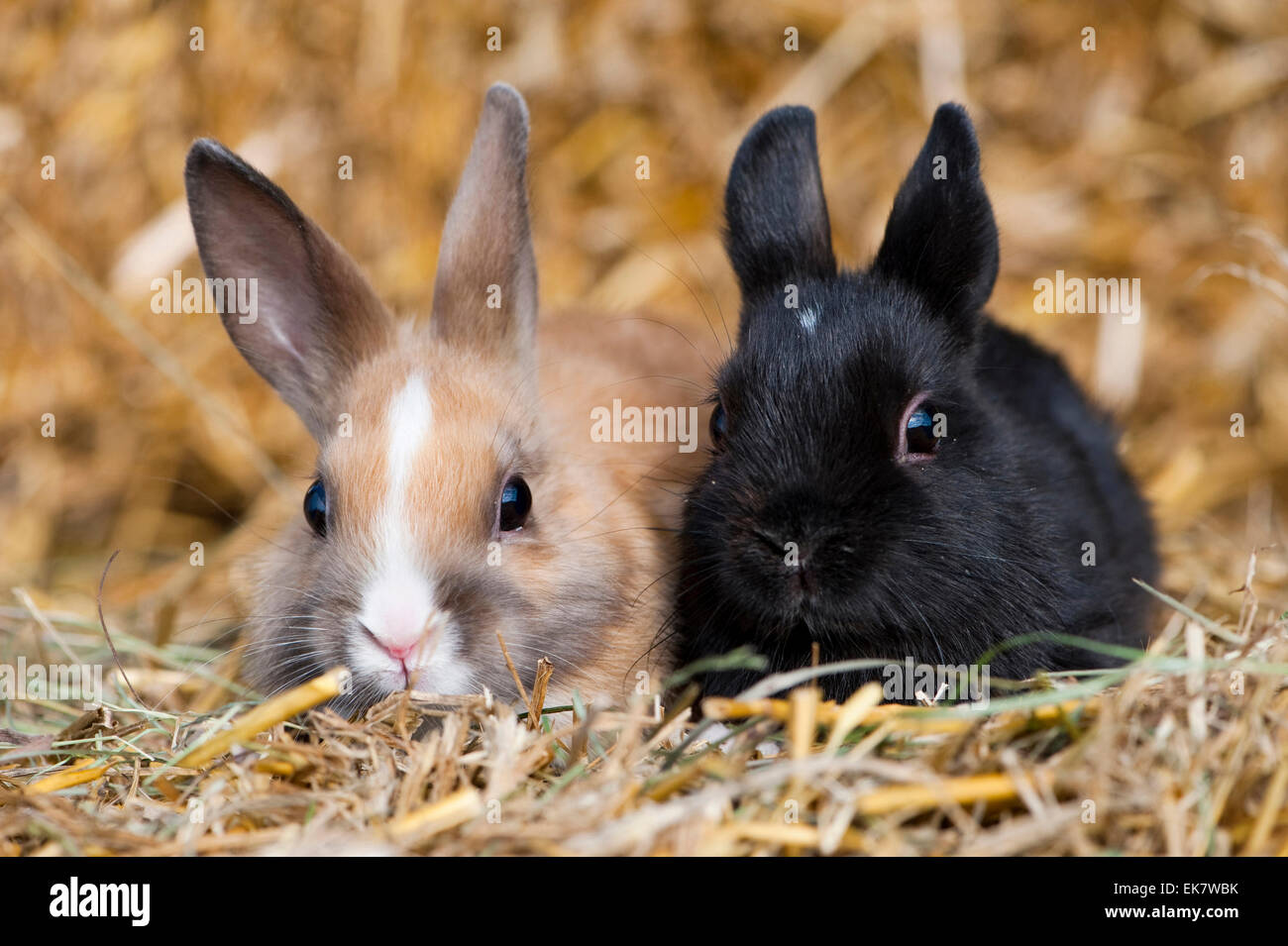 Dwarf rabbit Two rabbits straw Germany Stock Photo - Alamy