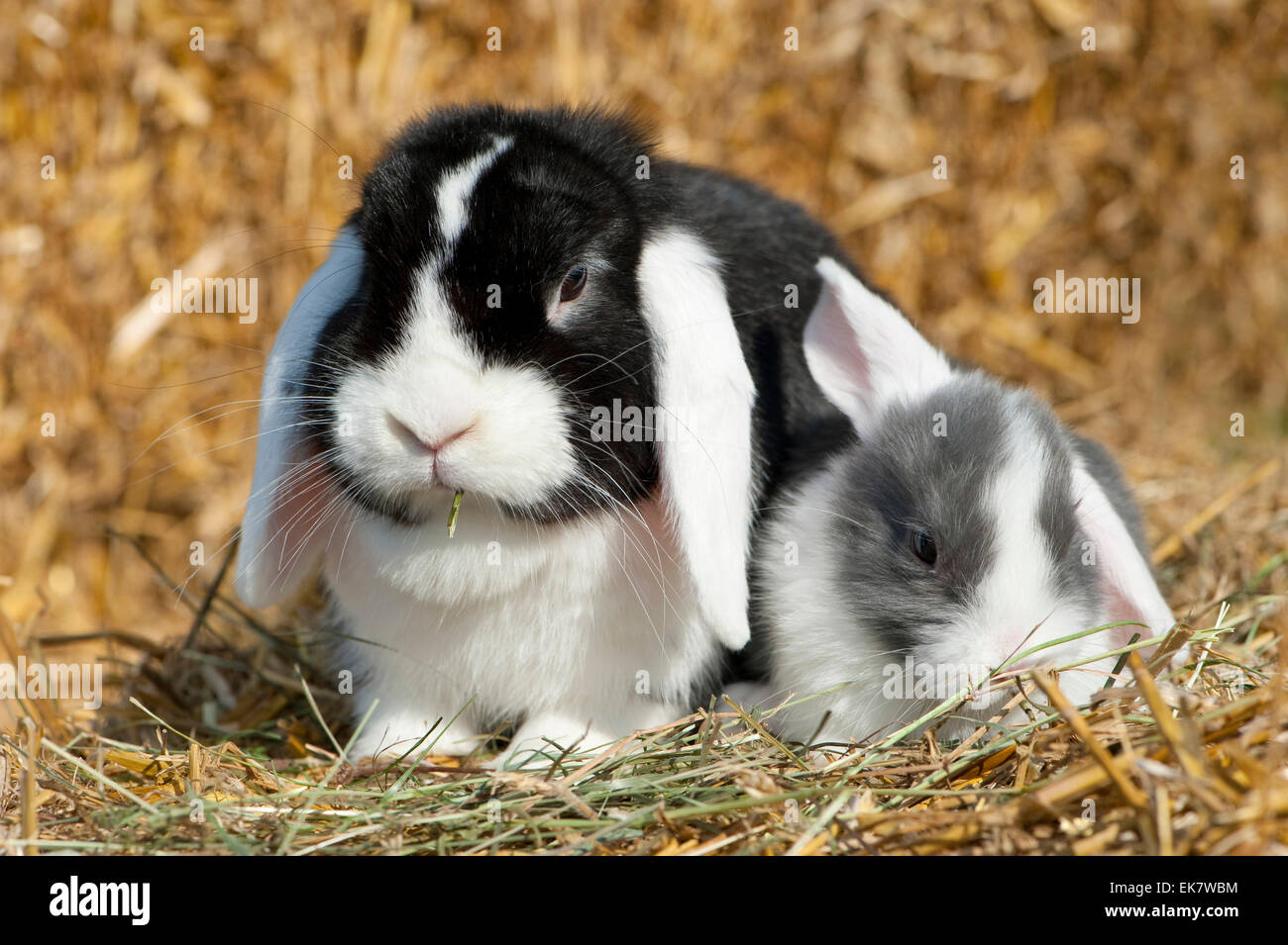 Dwarf rabbit Two loop-eared rabbits straw Germany Stock Photo - Alamy