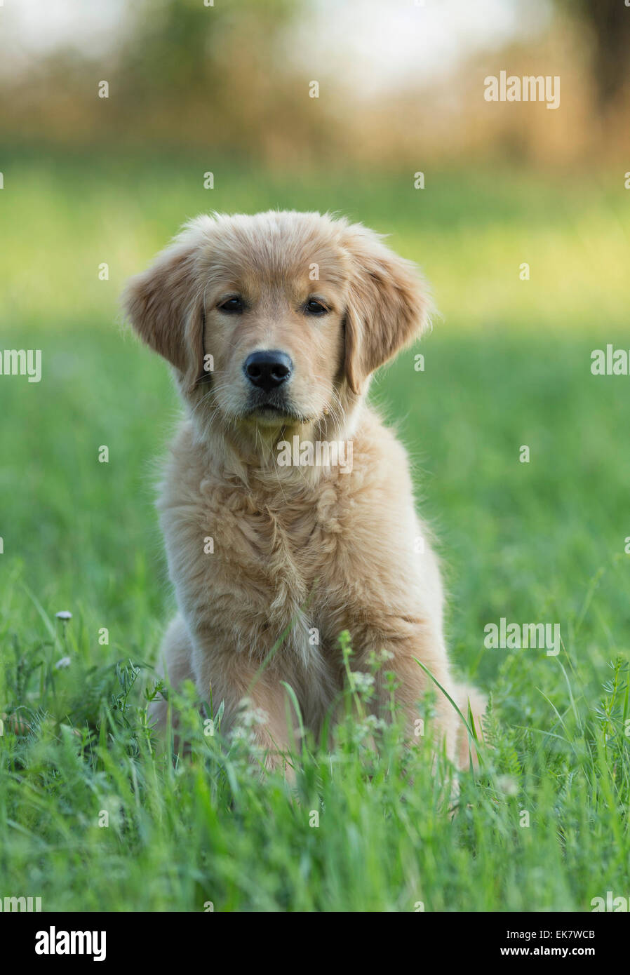 Golden Retriever Puppy sitting grass Germany Stock Photo - Alamy