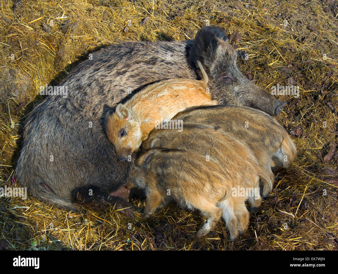 Wild Boar The Wild Boars Family Family Sleep Rest Pig The Bristles Are ...