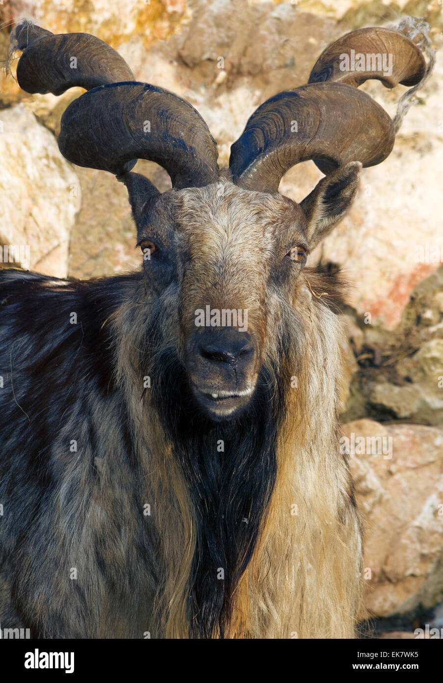 Screw horn goat hi-res stock photography and images - Alamy