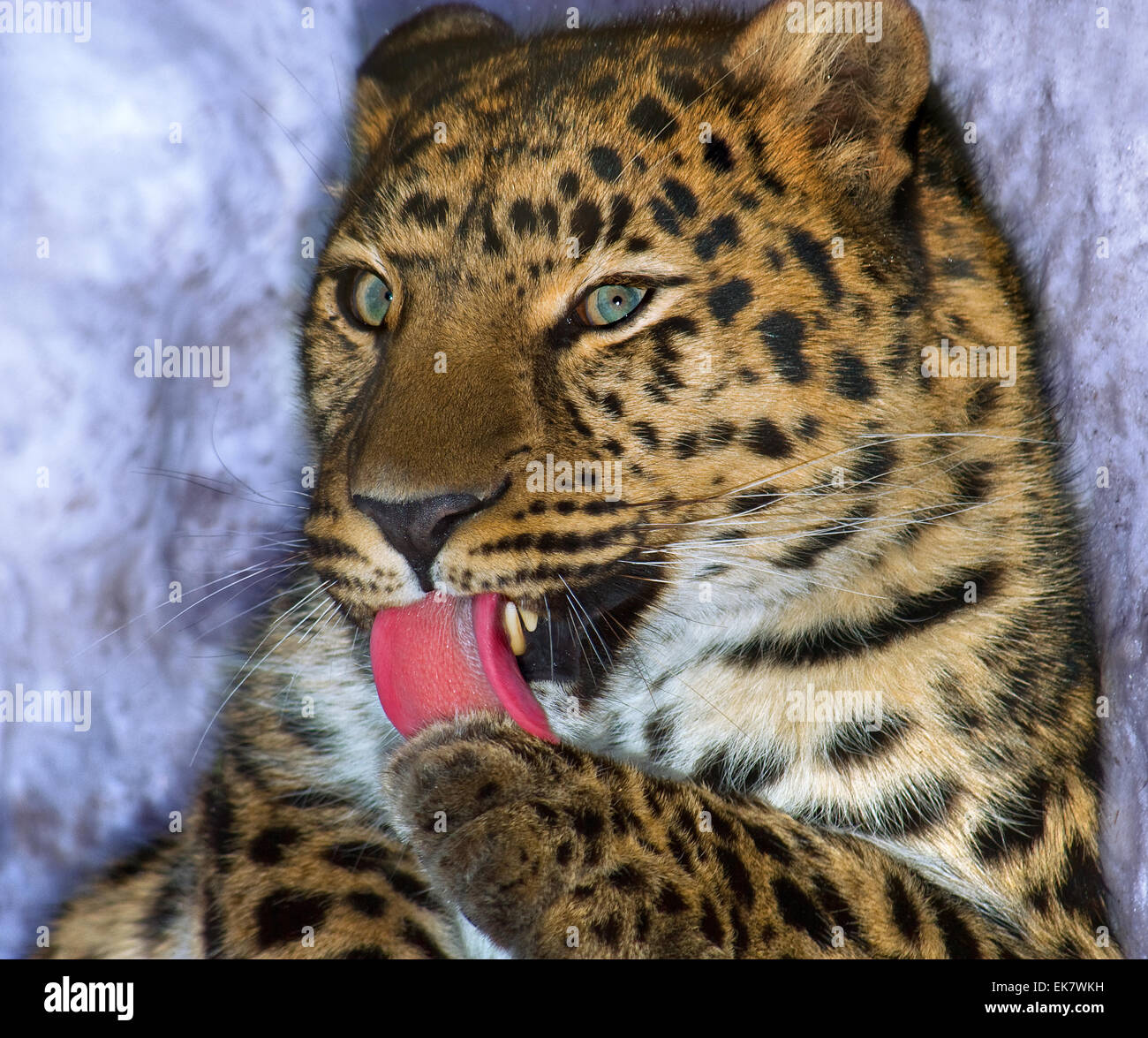 Leopard panthera pardus amurensis hi-res stock photography and images ...
