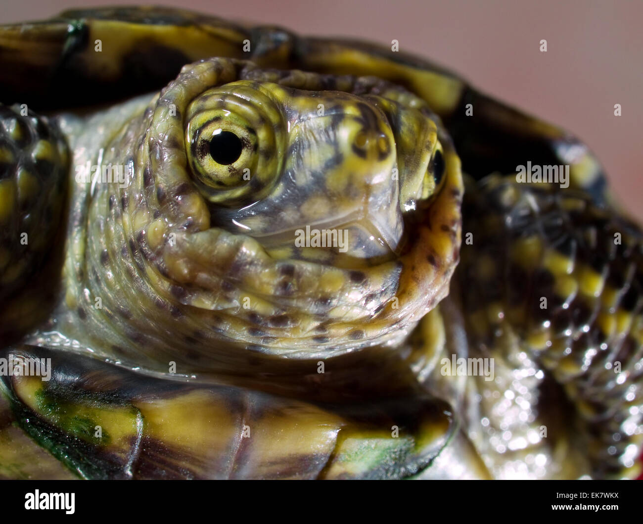 Turtle muzzle hi-res stock photography and images - Alamy