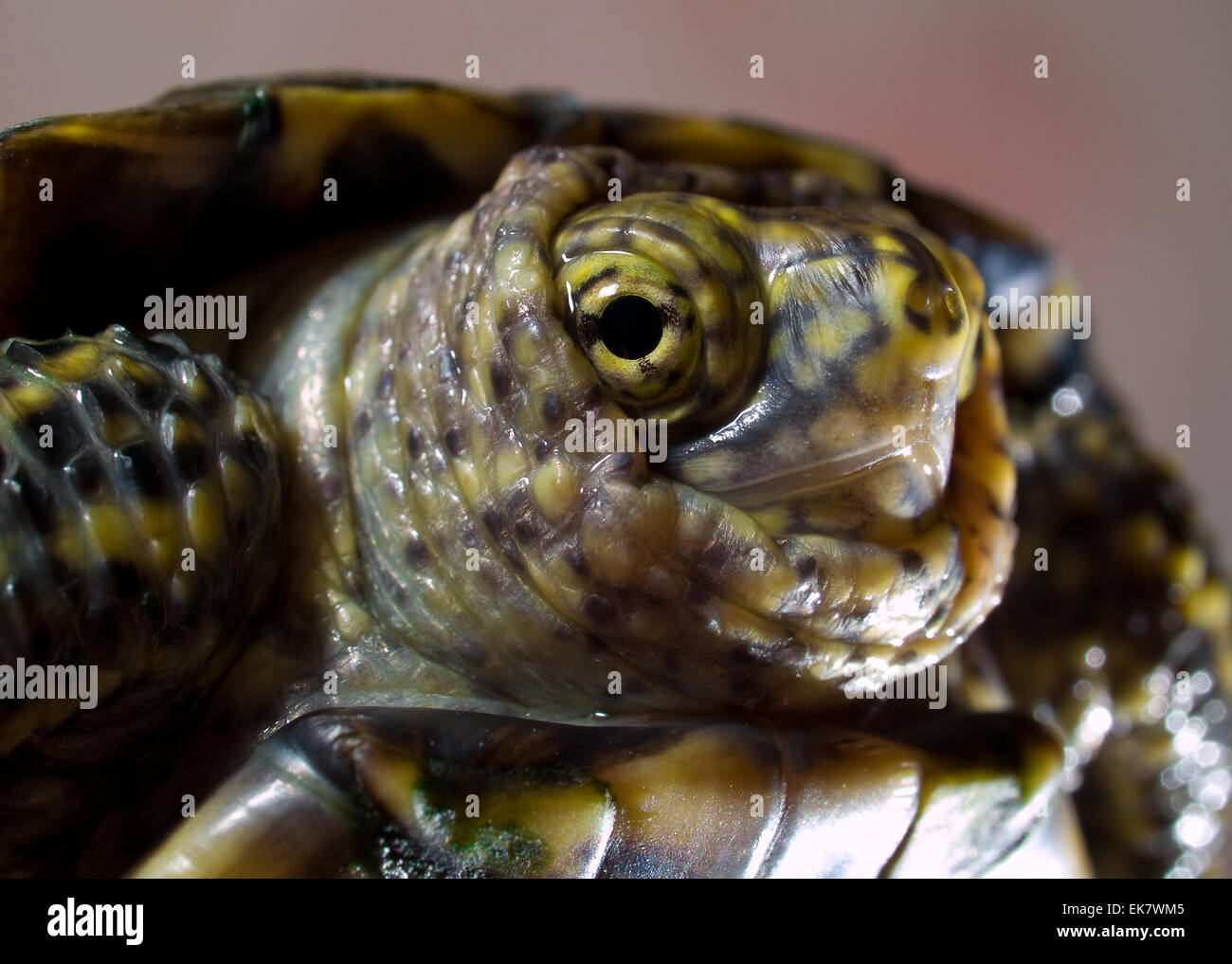 Turtle muzzle hi-res stock photography and images - Alamy