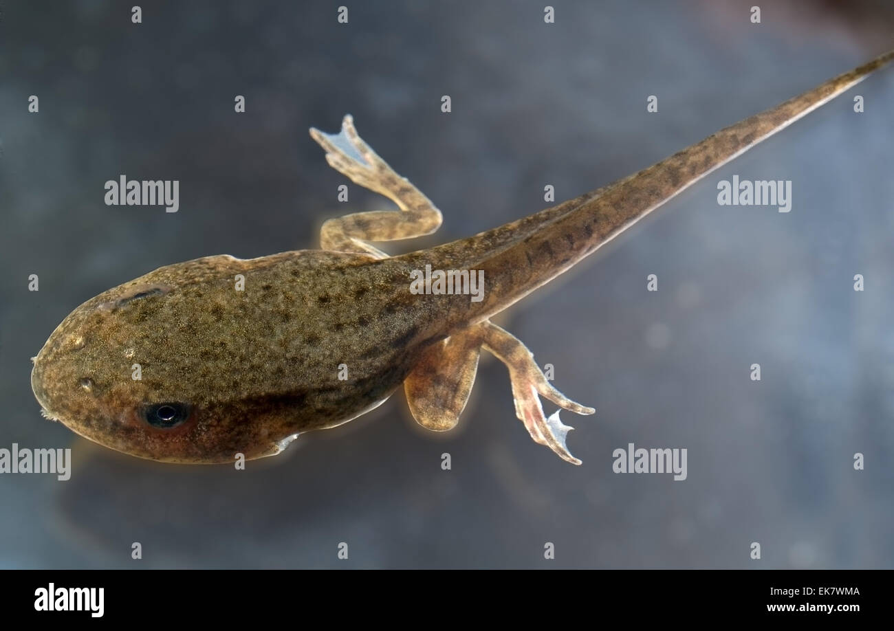 Tadpole hi-res stock photography and images - Alamy