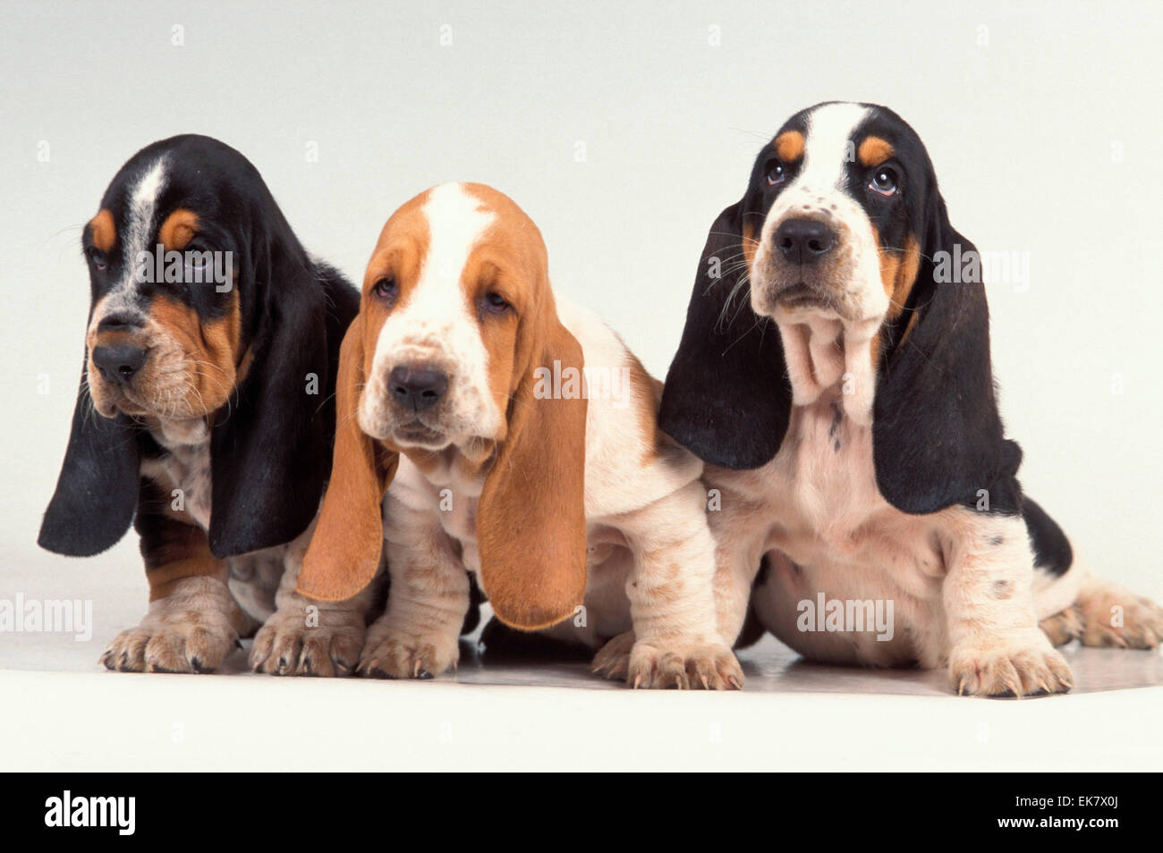 Basset Hound Three puppies sitting next to each other Studio picture ...