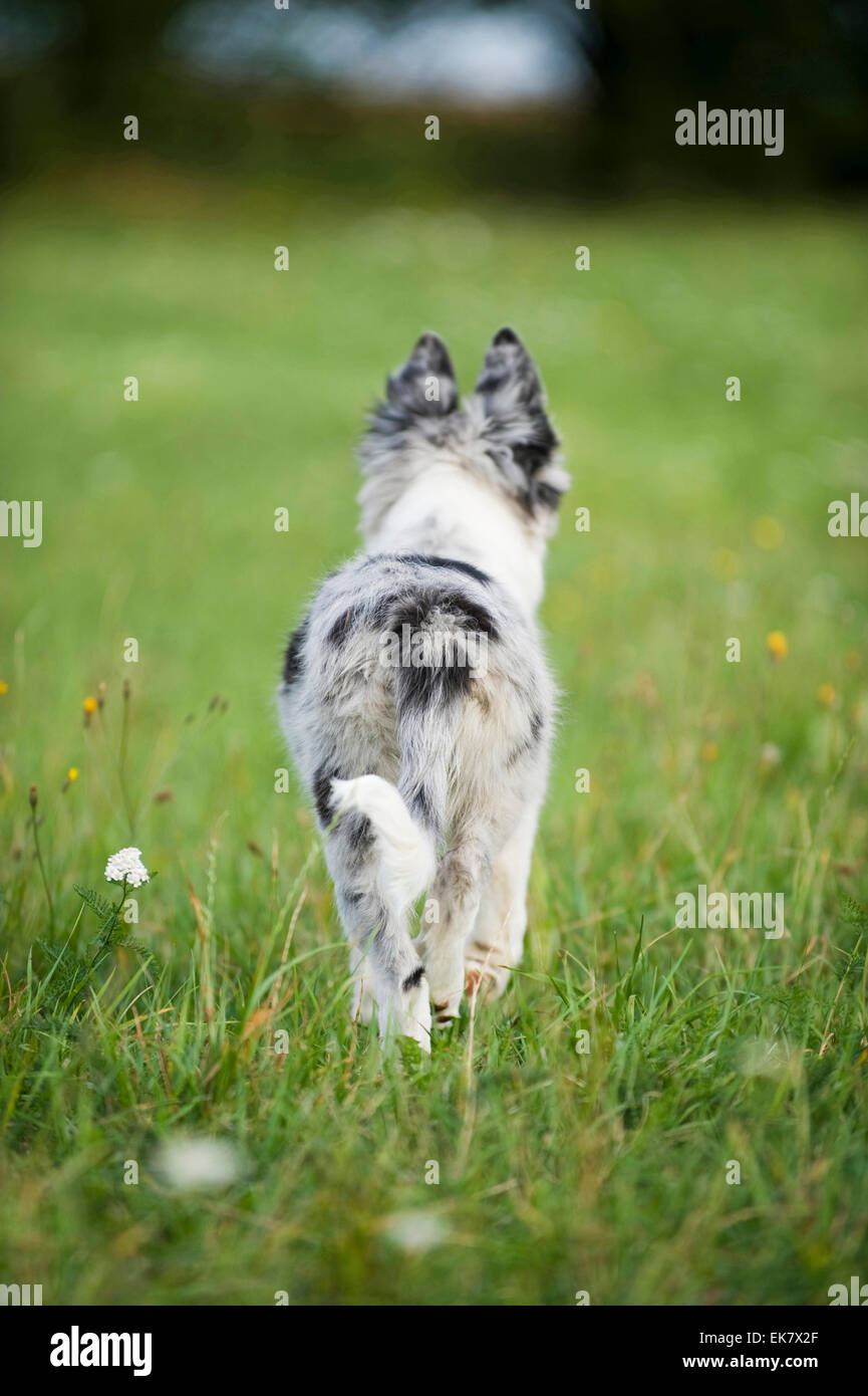 Border Collie Puppy walking meadow rear view Germany Stock Photo - Alamy