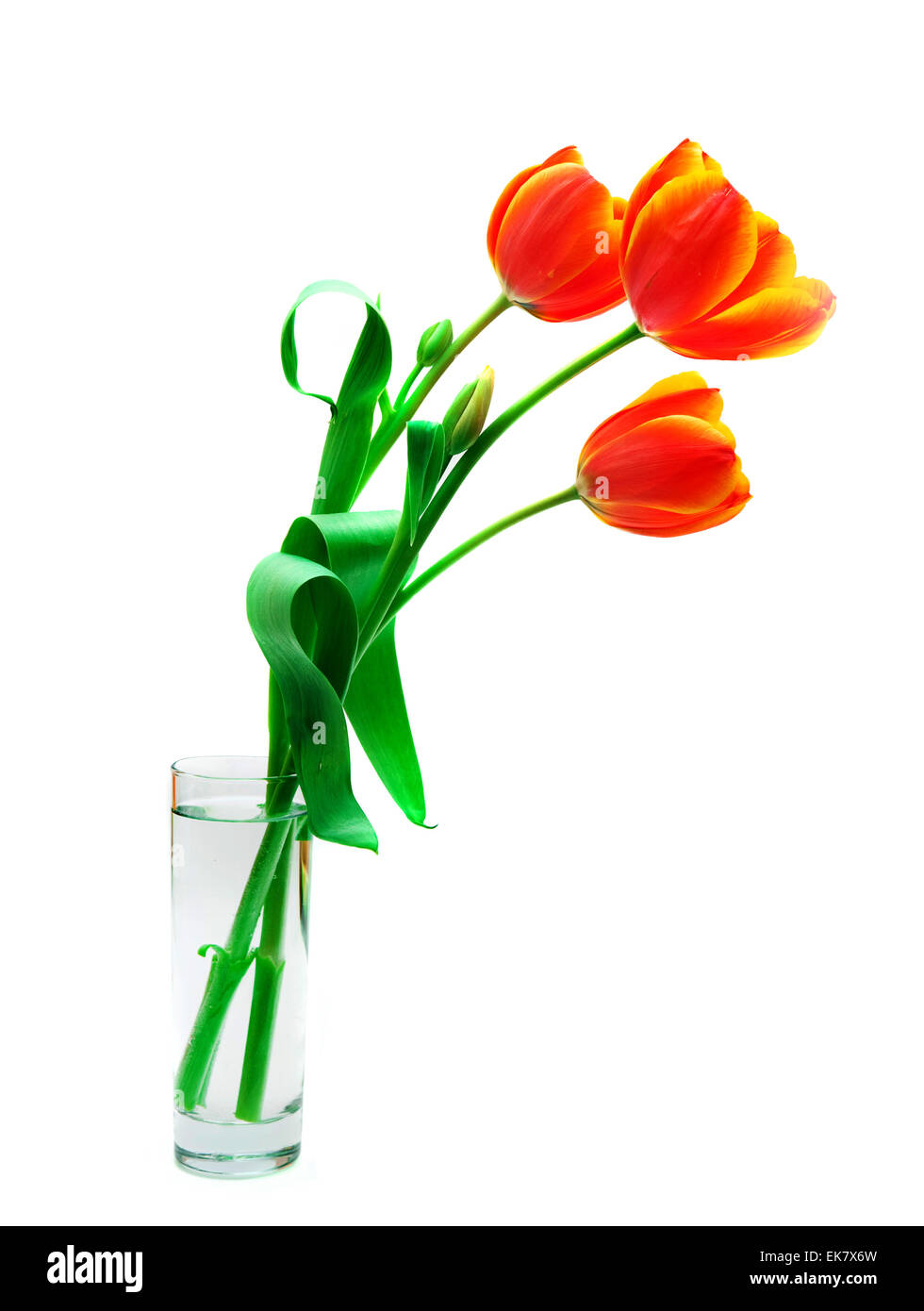 Fresh tulips bouquet in Cut Out Stock Images & Pictures - Alamy