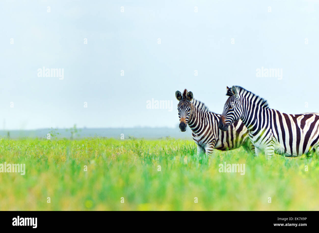 Zebra in jungle hi-res stock photography and images - Alamy