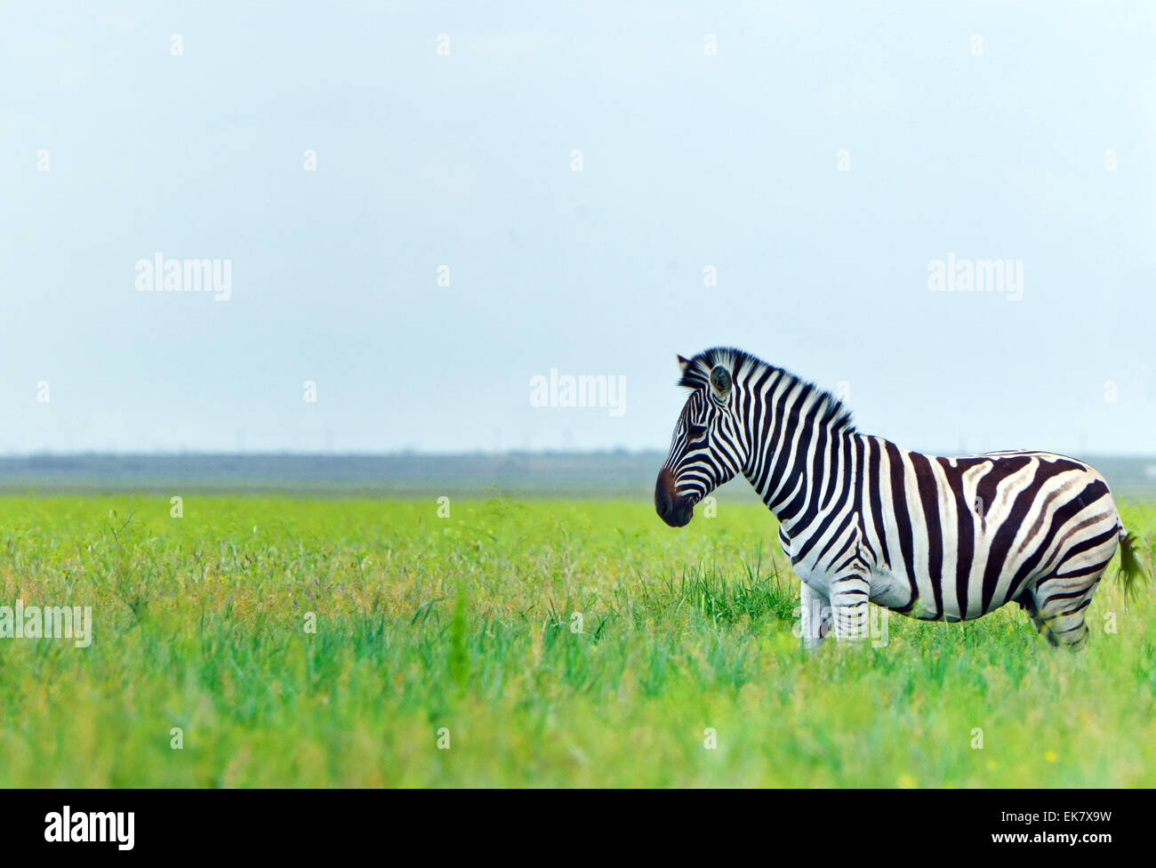 Zebra in the spring steppe Stock Photo - Alamy