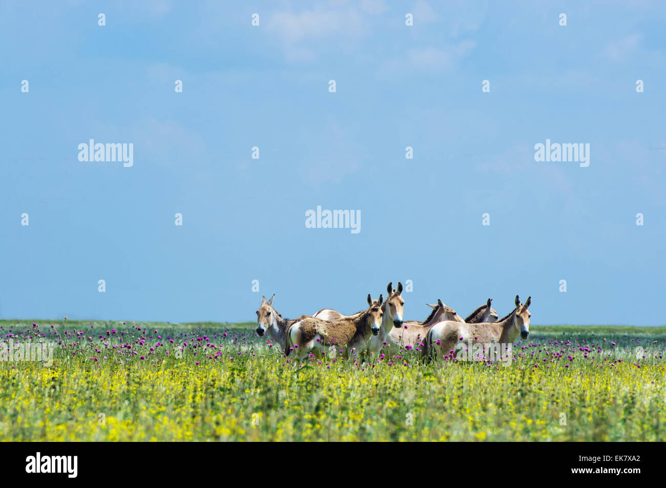 Equus hemionus kulan hi-res stock photography and images - Alamy