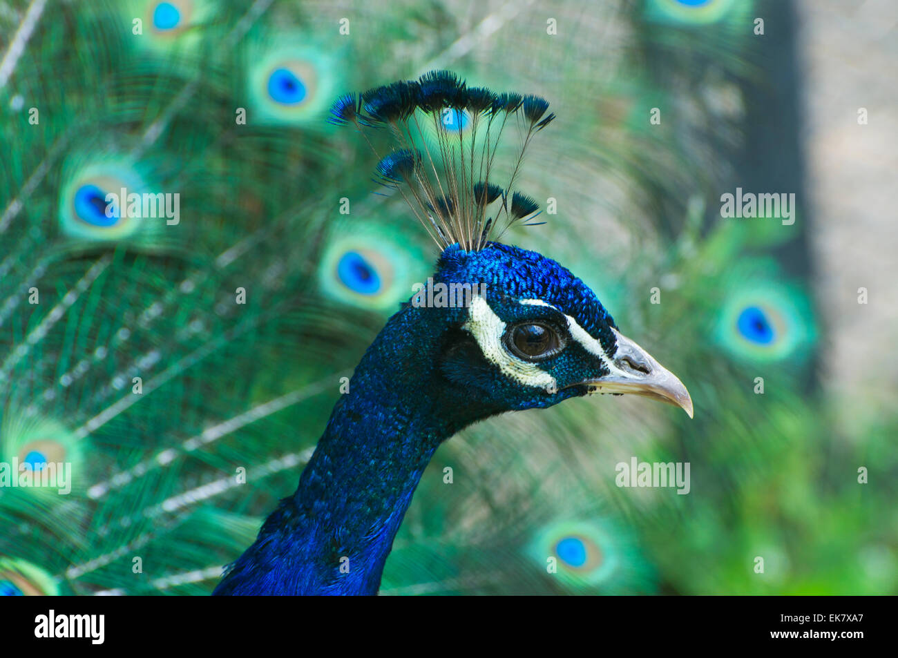 Colorful Peacock Close-up Stock Photo - Alamy