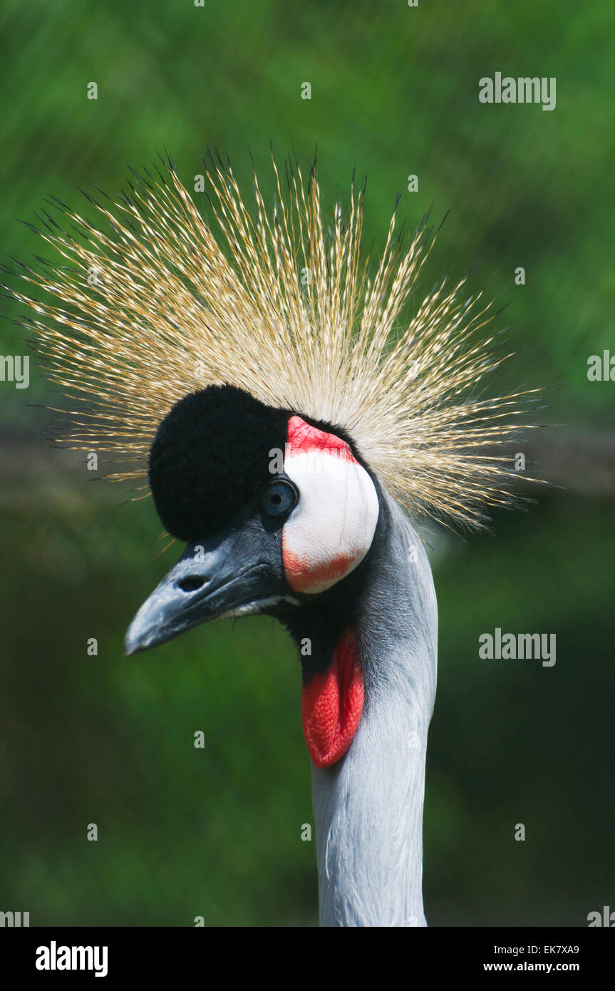 Grey Crowned Crane Stock Photo - Alamy