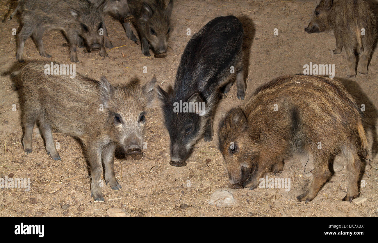 Wild Boar The Wild Boars Family Family Sleep Rest Pig The Bristles Are ...