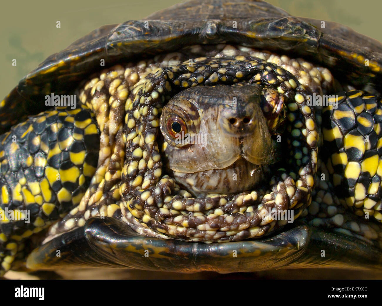 Turtle muzzle hi-res stock photography and images - Alamy