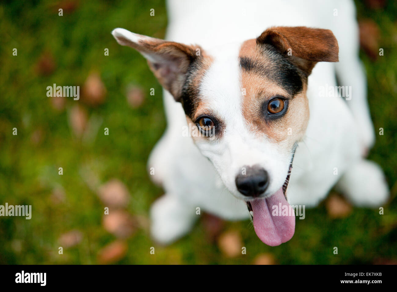 Dogface from above Stock Photo - Alamy